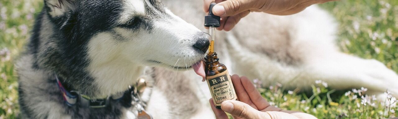 Übersicht der CBD Shops in Berlin | CBD Blüten und mehr!